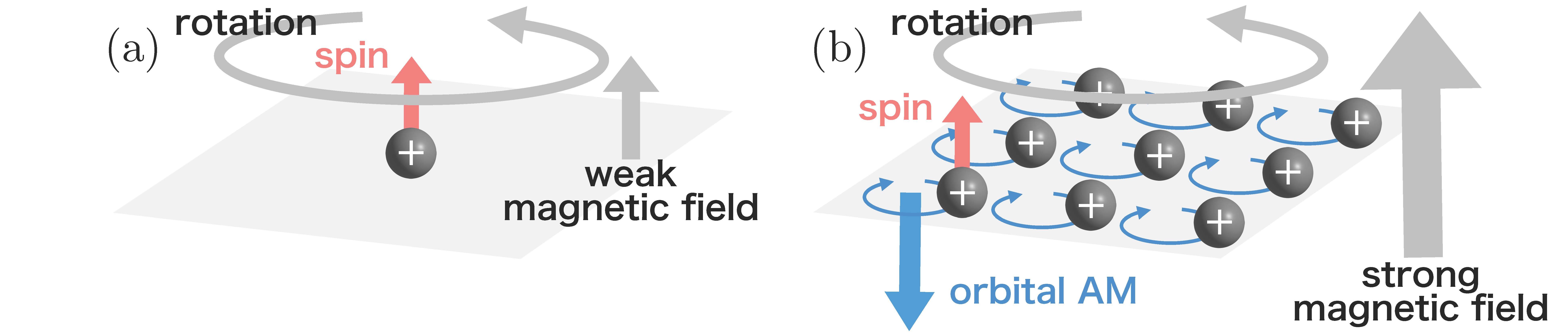 PRL ｜Strong Magnetic Fields Flip Angular Momentum Dynamics in ...